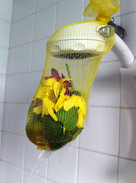 Mandi Bunga/Flower Bath « Sharon Chin